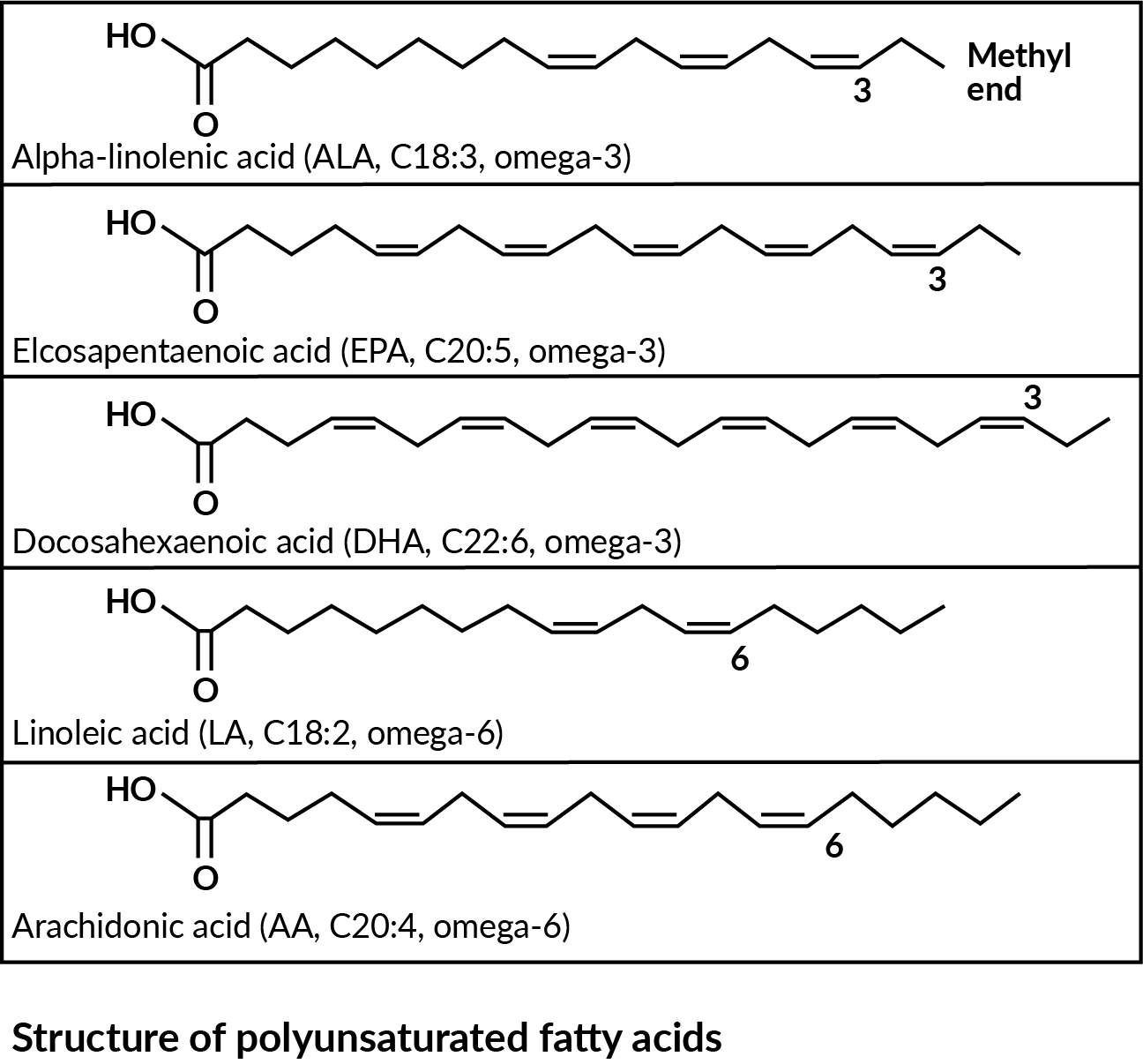 Polyunsaturated Fat Molecule